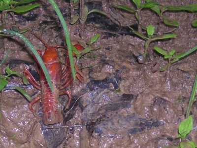 Potomac Highlands River Valley Creatures and Botany: Abrams Creek ...